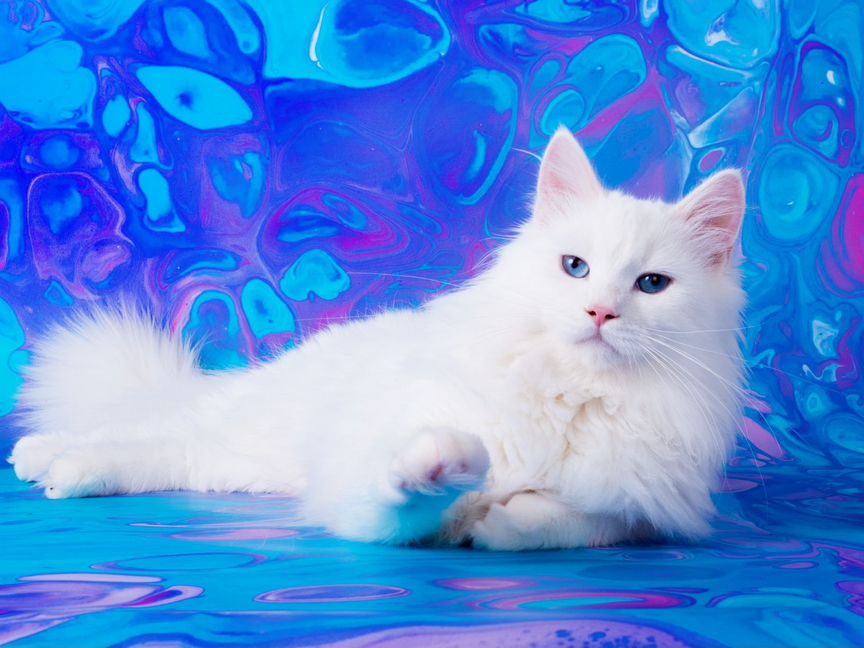 Белоснежный сибирский парень