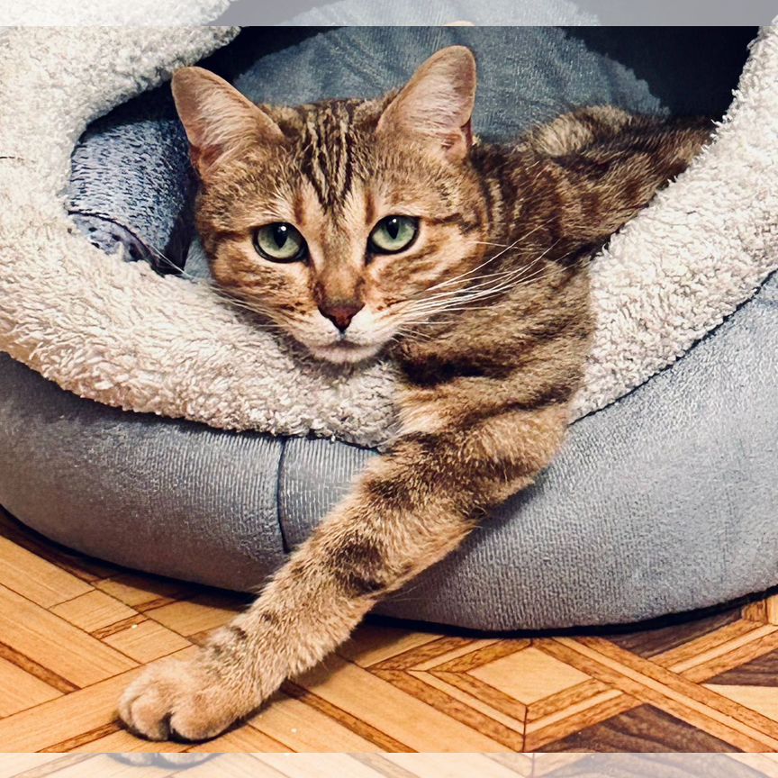 Бенгальская, взрослая кошка