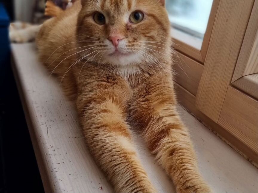 Рыжий Кот ждет