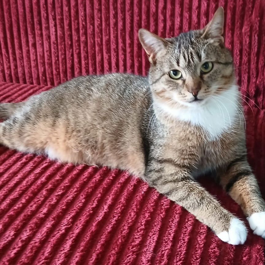 Взрослый кот в добрые руки