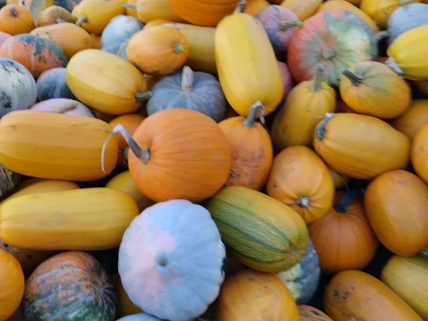 Тыква кормовая