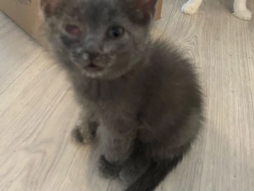 Котята