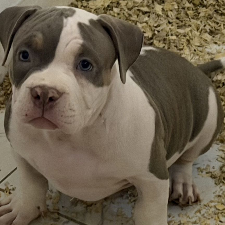 Американский булли, щенок