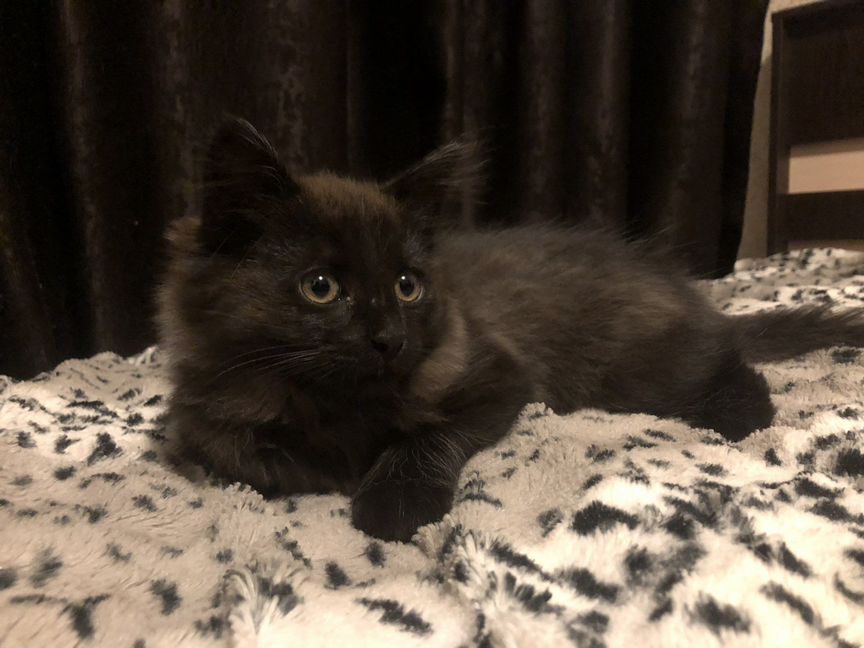 Черный тигр