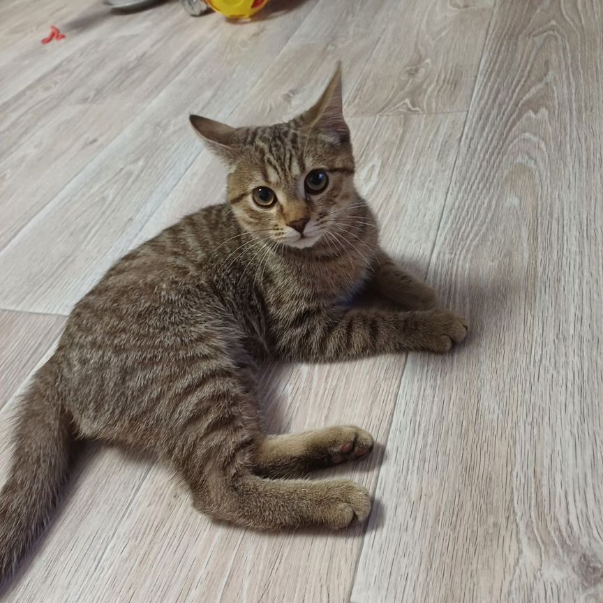 Отдам кота в добрые руки