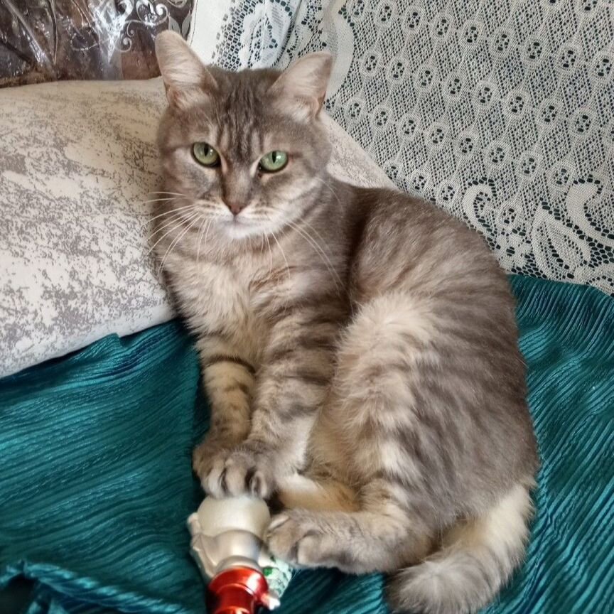 Кошка