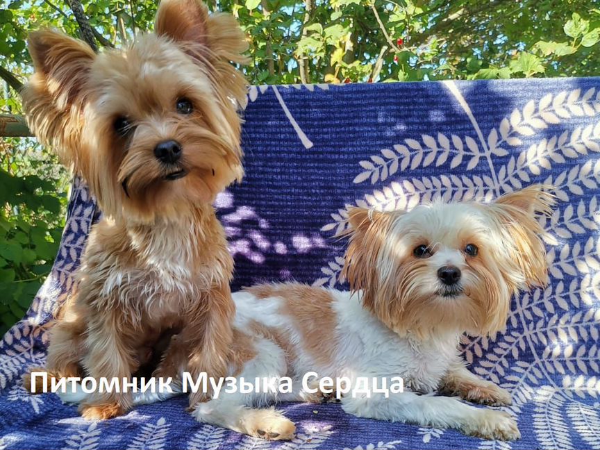 Щенки йорка голддаст