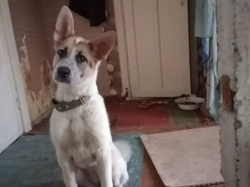 Щенок в добрые руки