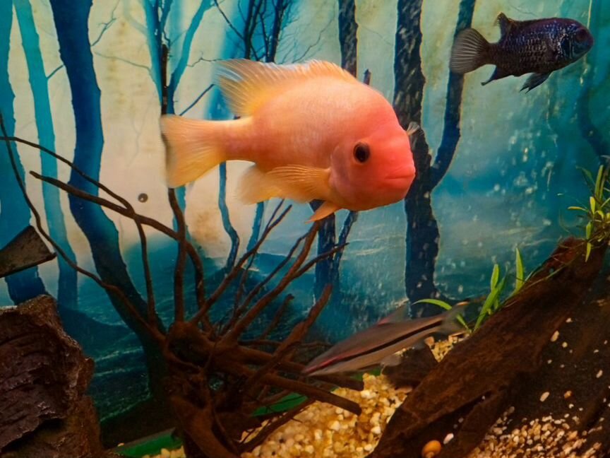 Аквариумные рыбки