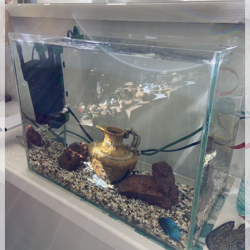 Аквариум с рыбкой Петушок