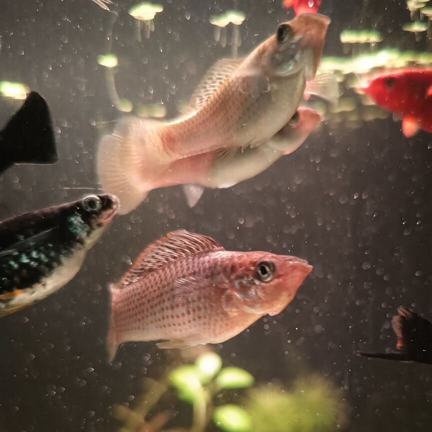 Моллинезия велифера