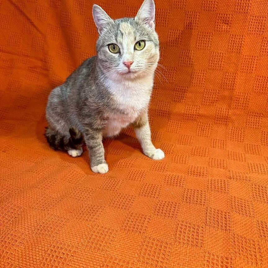 Кошки в добрые руки