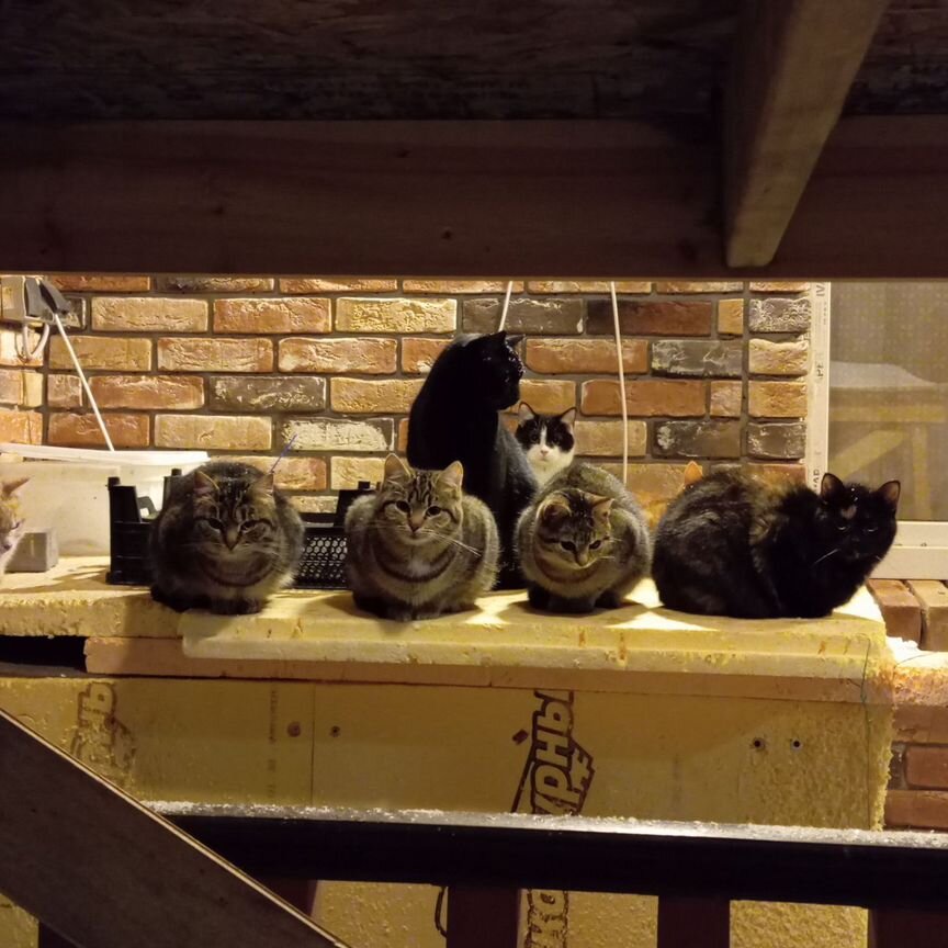 Котята в добрые руки и банка мёда в падарок