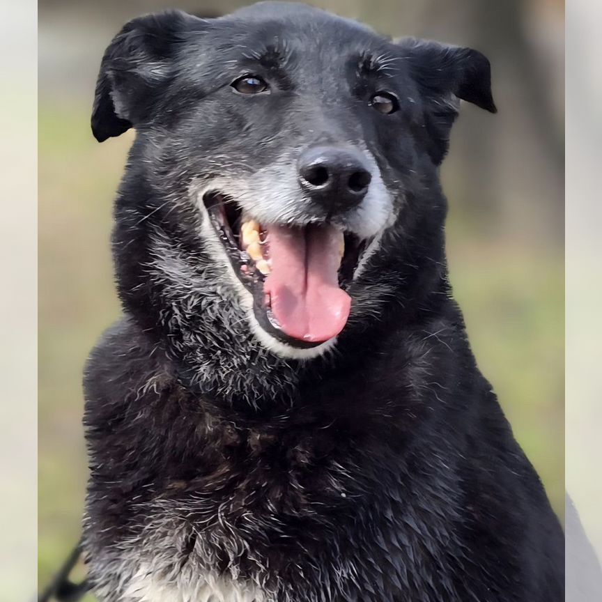 Взрослая собака в добрые руки