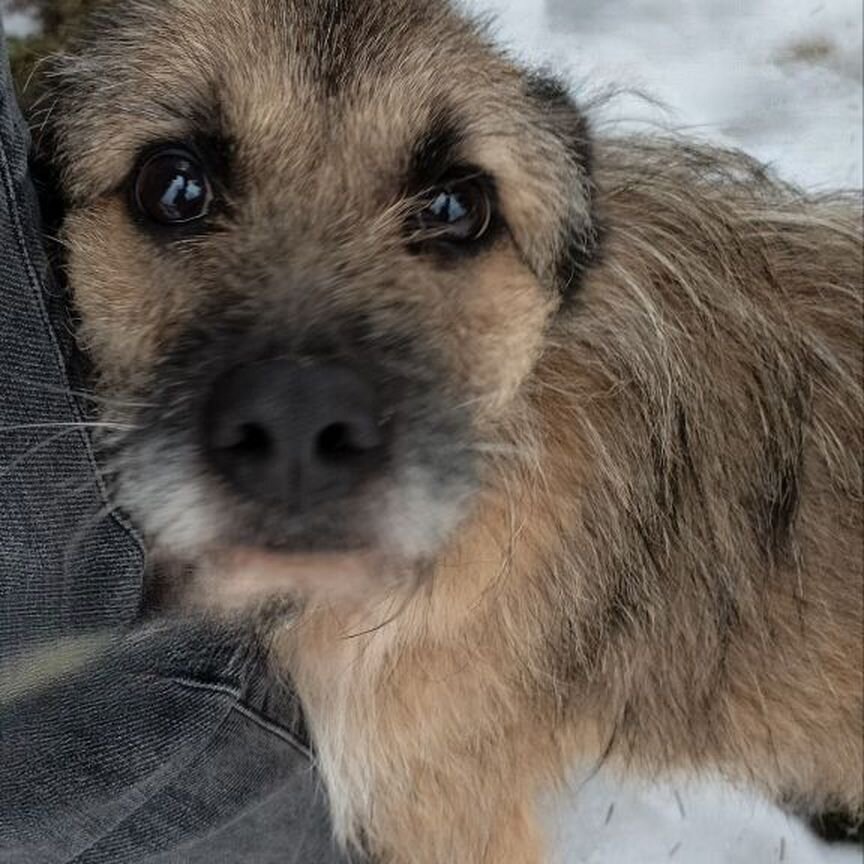 Собака со взглядом человека