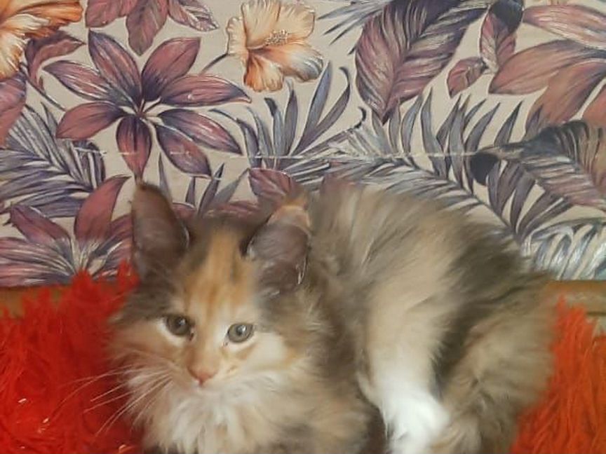 Кошки породистые мейн кун