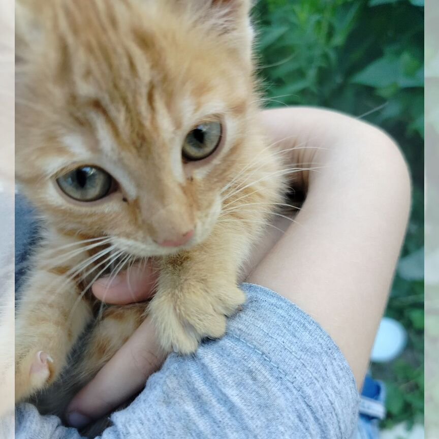 Отдам котенка в добрые руки рыжая девочка