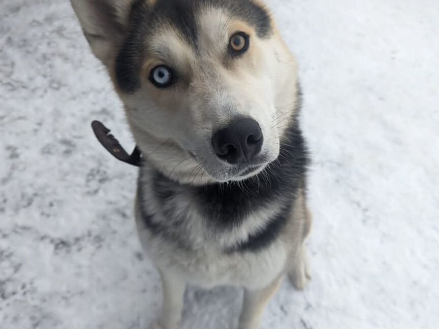Отдам бесплатно собаку 8 месяцев