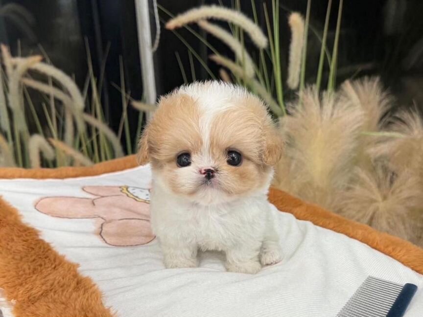 Мальтипу из Кореи