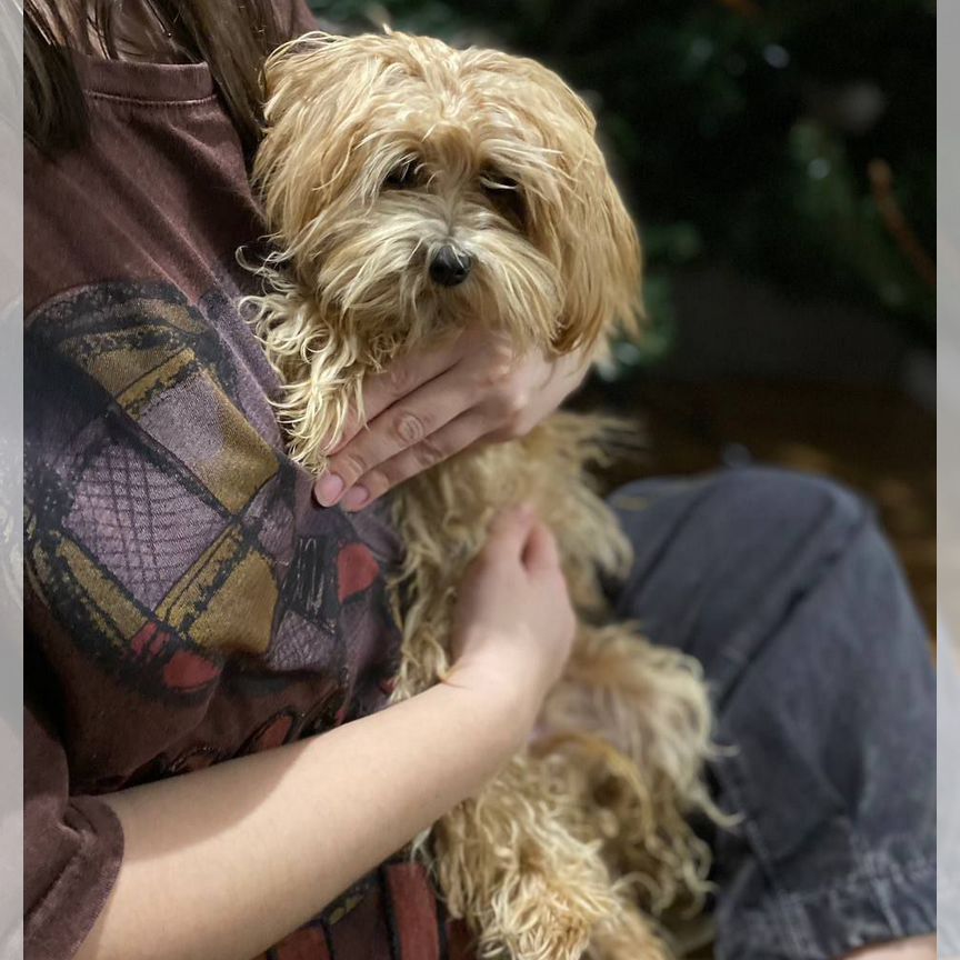 Мальтипу, щенок