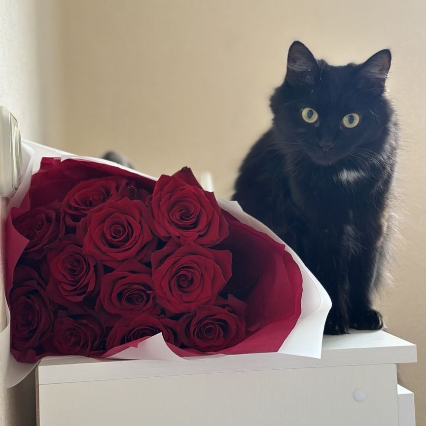 Сибирский котёнок