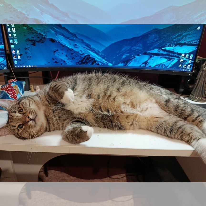 Взрослый кот в добрые руки