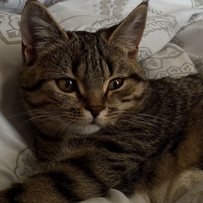 Кошка бенгалка