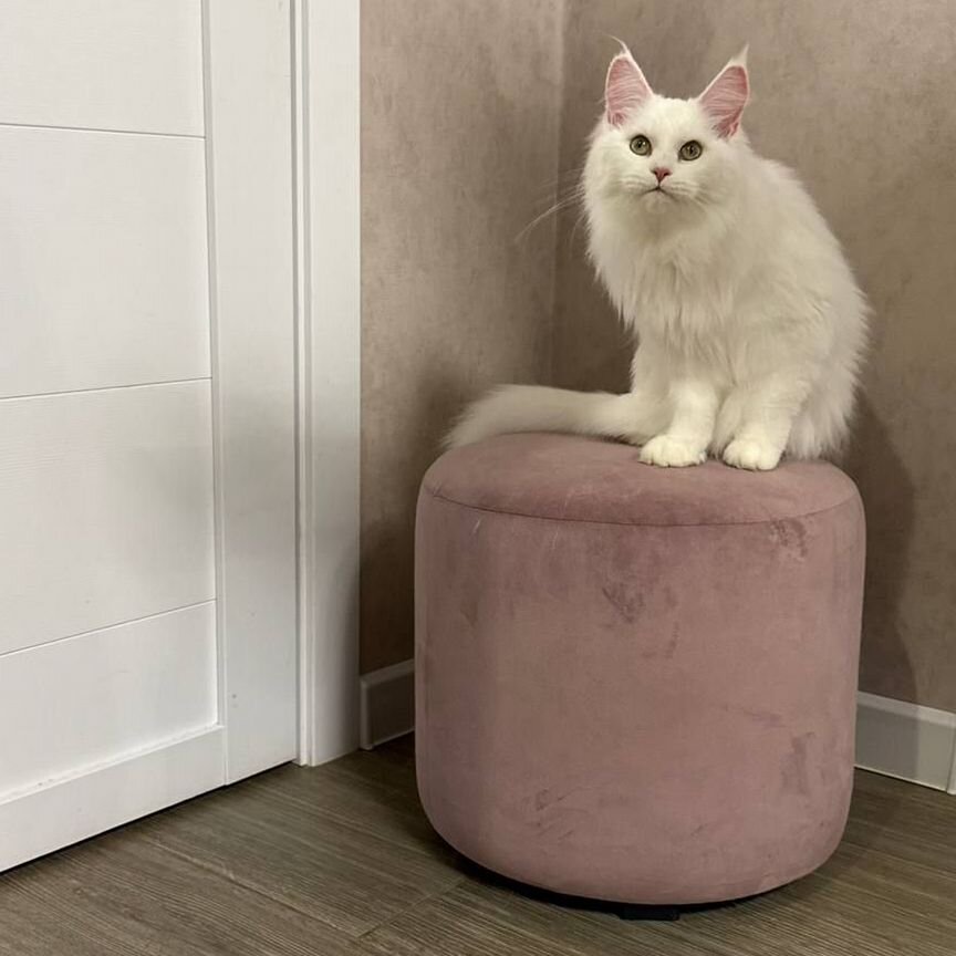 Мейн-кун, взрослая кошка