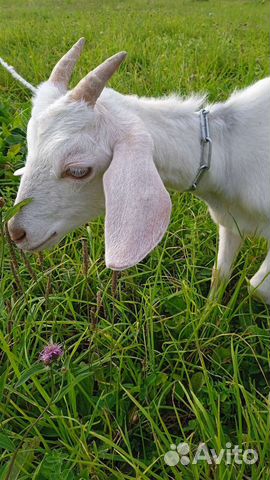 Продам козу и козлят