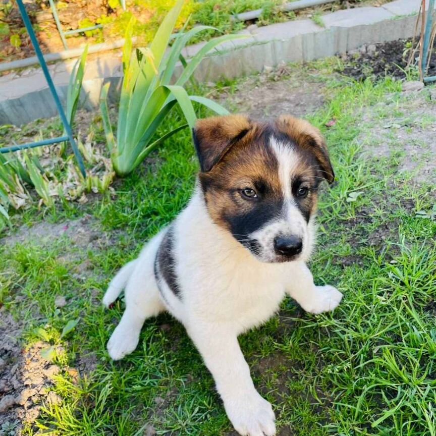 Дворянин, очень ждёт Добрые заботливые руки)