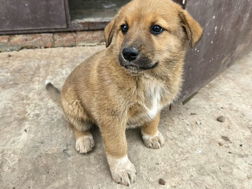 Щенки в добрые руки