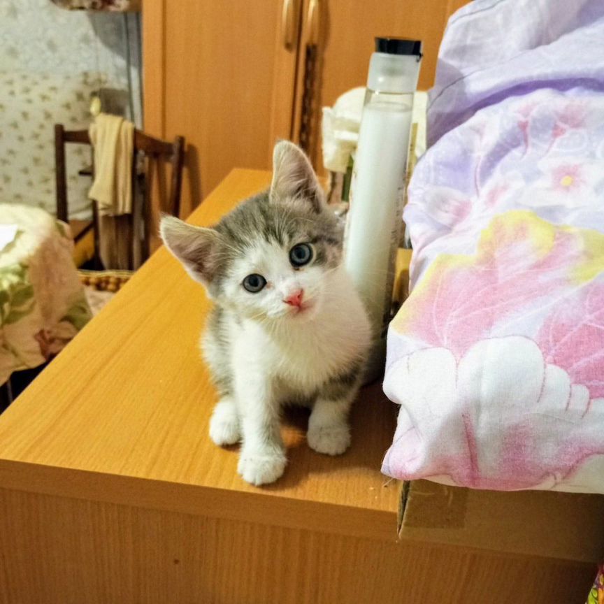 Котята