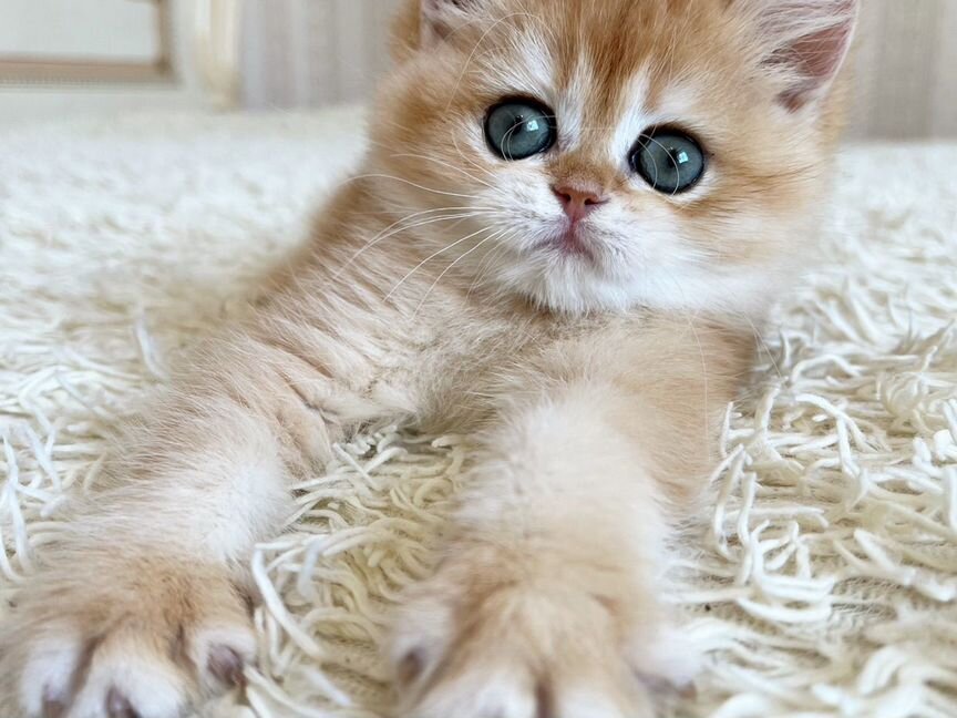 Deni ny12 золотая шиншилла