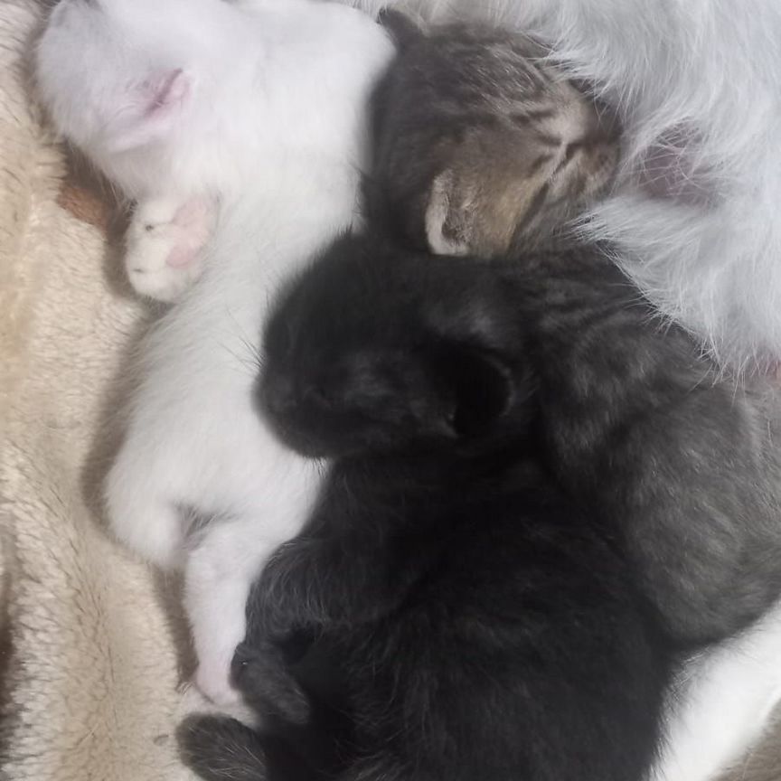 Отдам котенка в добрые руки