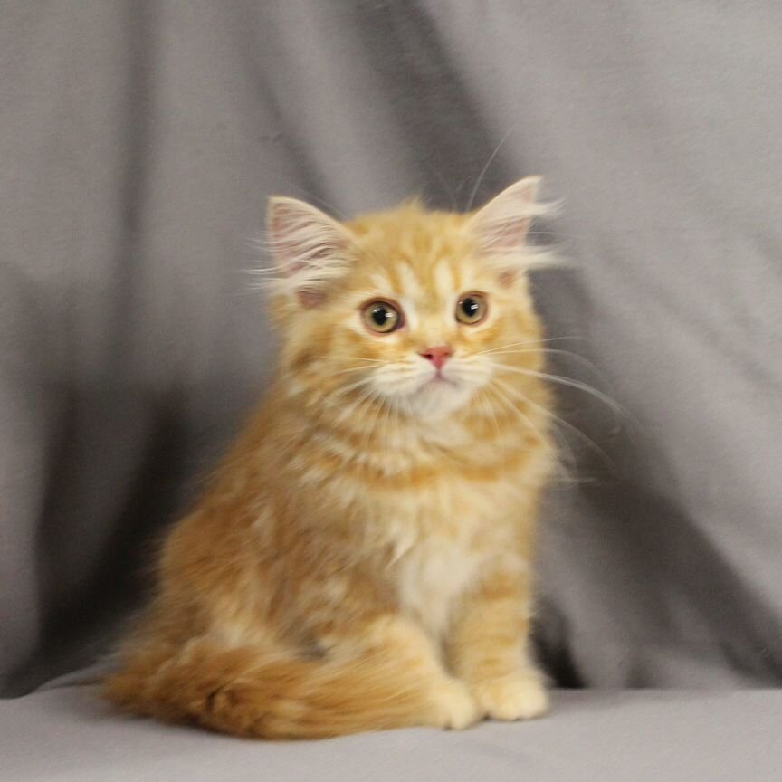 Мальчик шотландский полудлинношерстный Хайленд стр