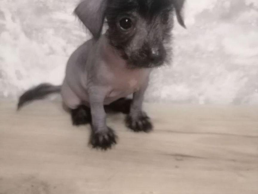 Ксолоитцкуинтли мексиканская голая