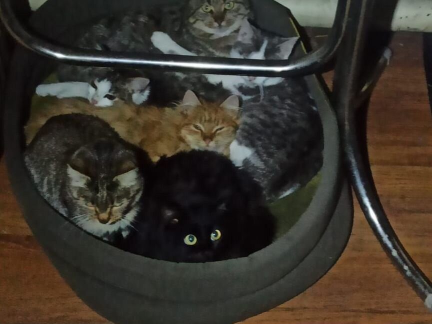 Котята от деревенской кошки мышеловки