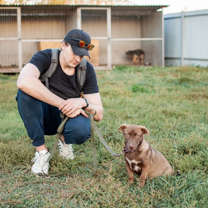 Небольшая молодая собака из приюта в добрые руки