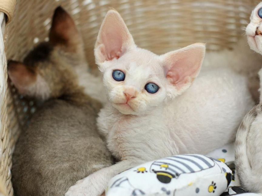 Котята девон-рекс