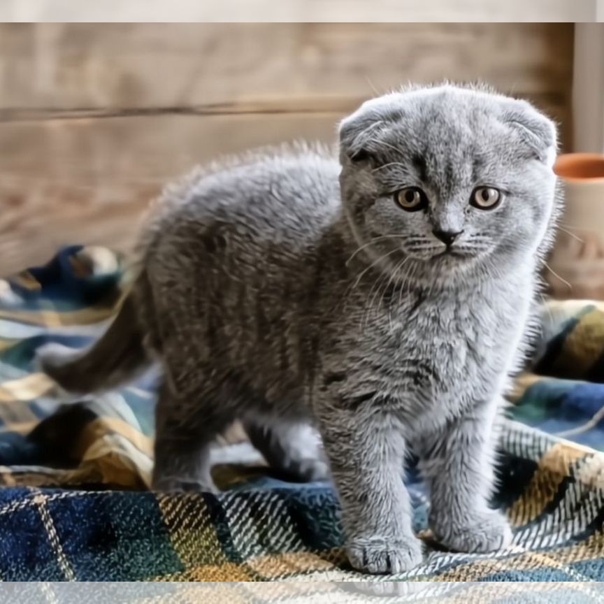 Шотландский вислоухий короткошёрстный котёнок