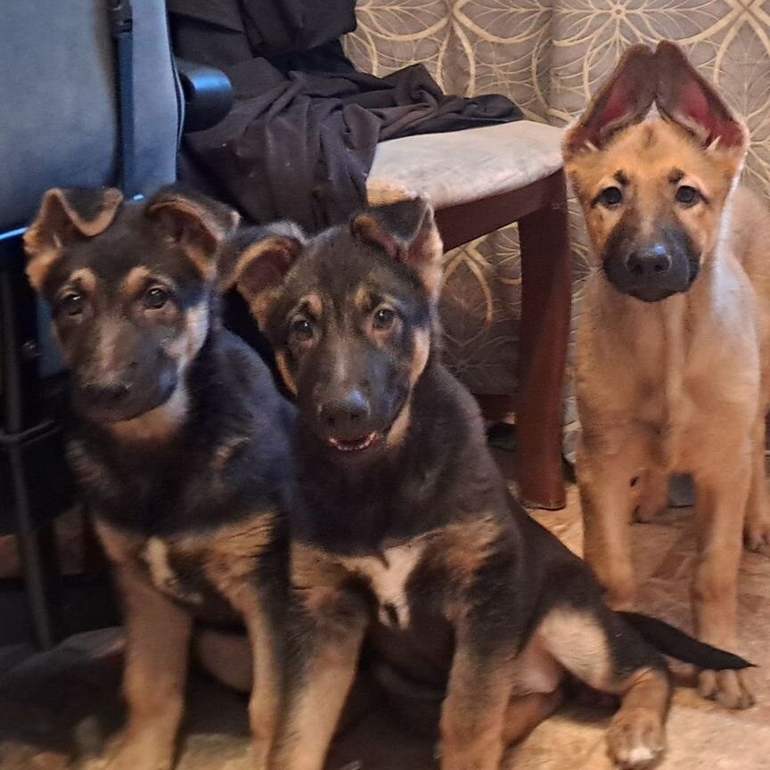 Немецкая овчарка, щенок