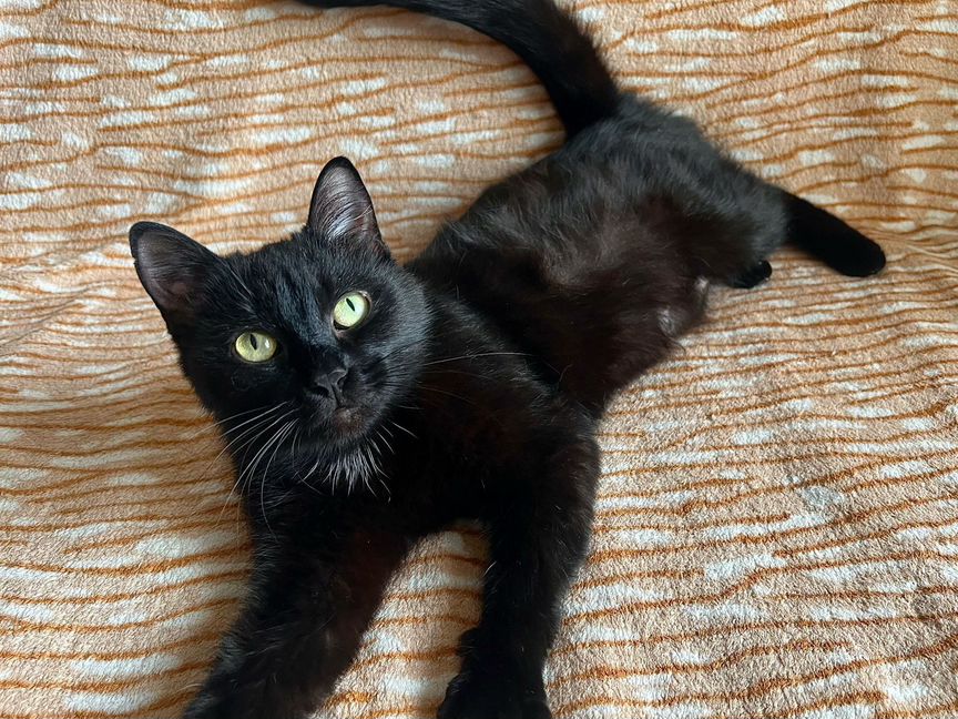 Кошки в добрые руки