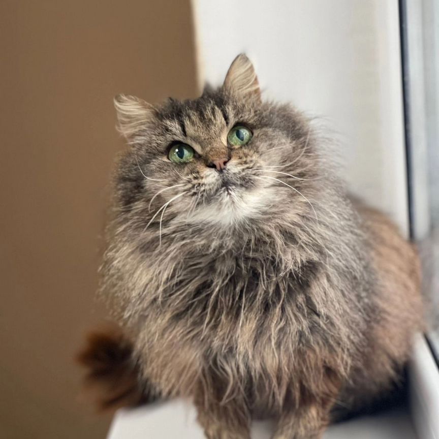 Кошка Молли
