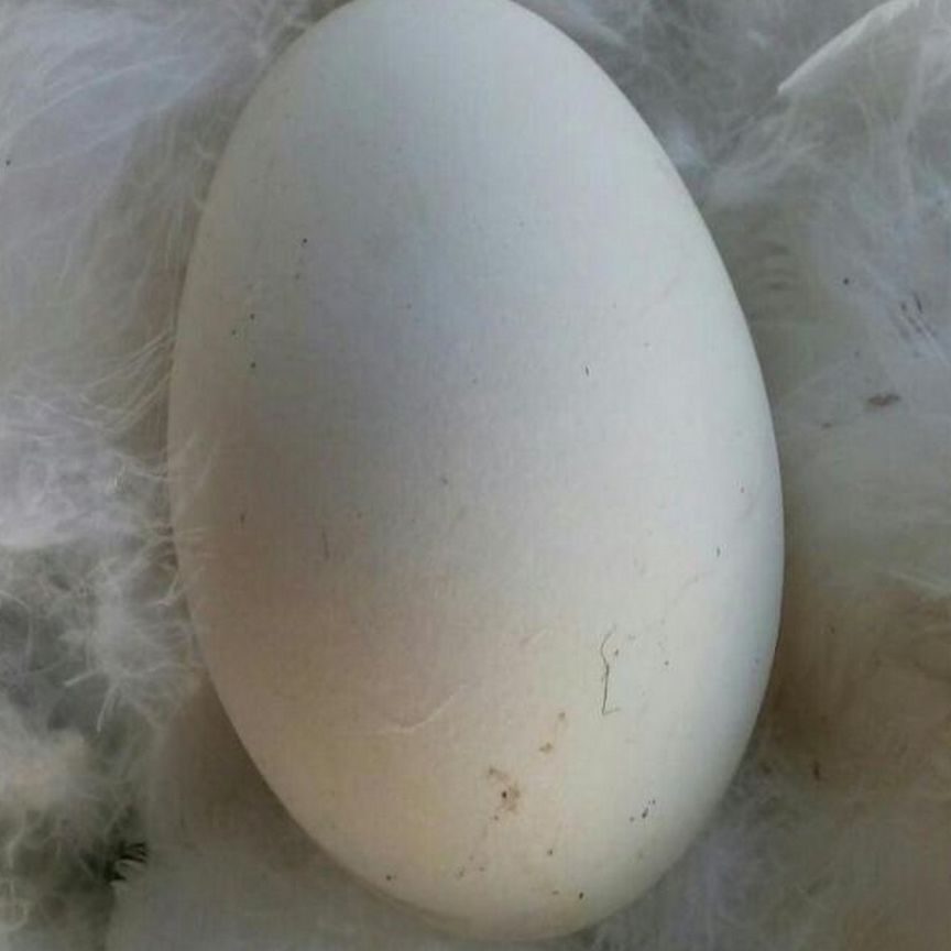 Продам гусиные яйца