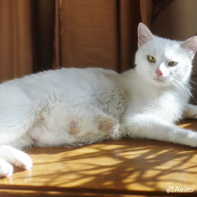 Котик, чисто белый