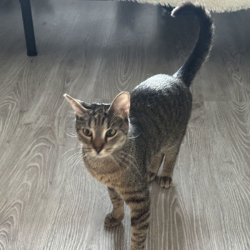 Классный котик Вжик