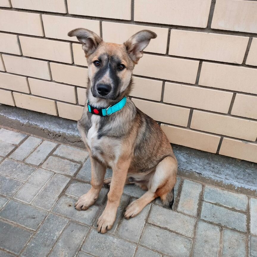 Щенок мальчик