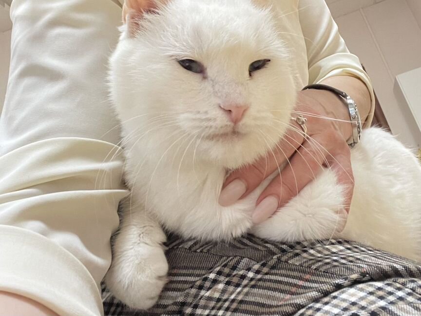 Кошке очень нужен дом