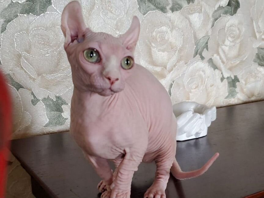 Эльф беременная