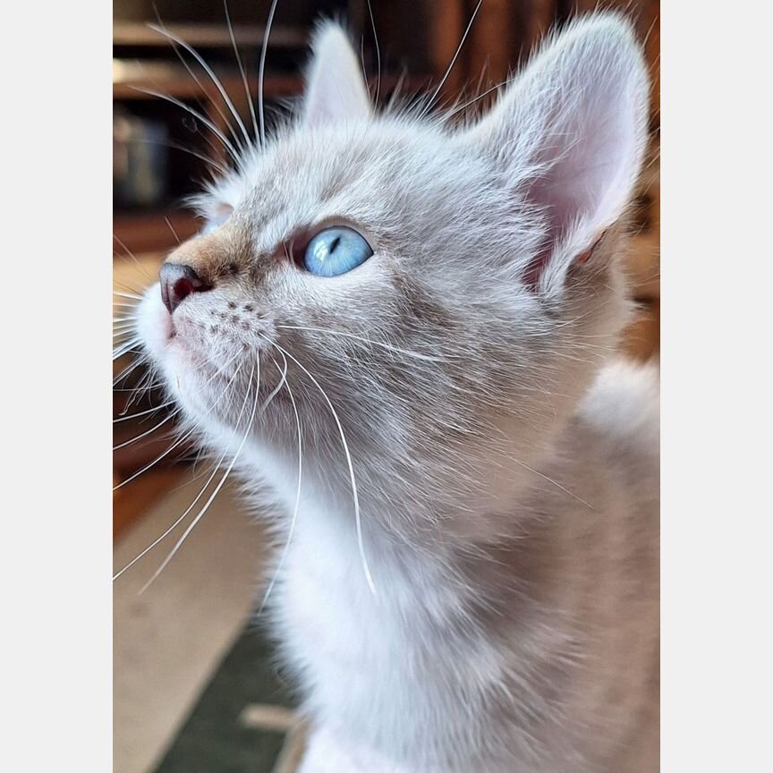 Котята тайские